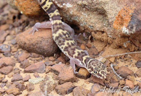 Texas Banded Gecko | Project Noah