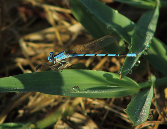 Aztec Dancer | Project Noah