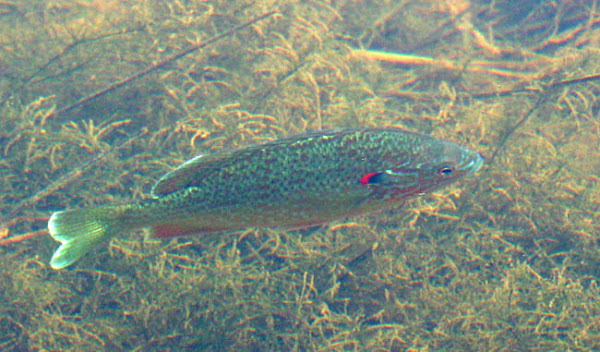 Red-ear Sunfish | Project Noah