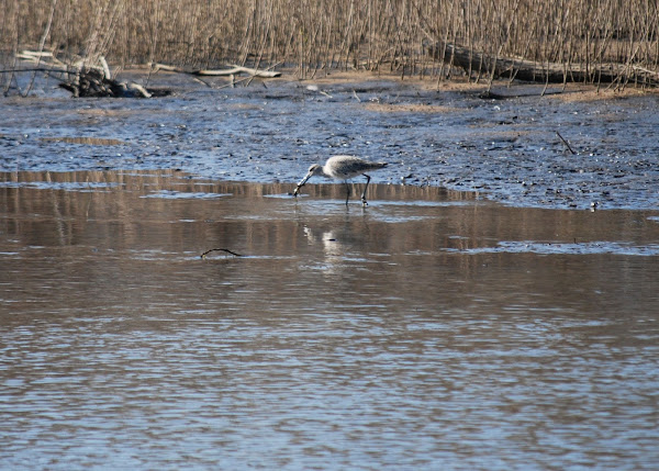 Willet | Project Noah