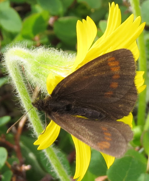 Yellow-Dotted Alpine Butterfly | Project Noah