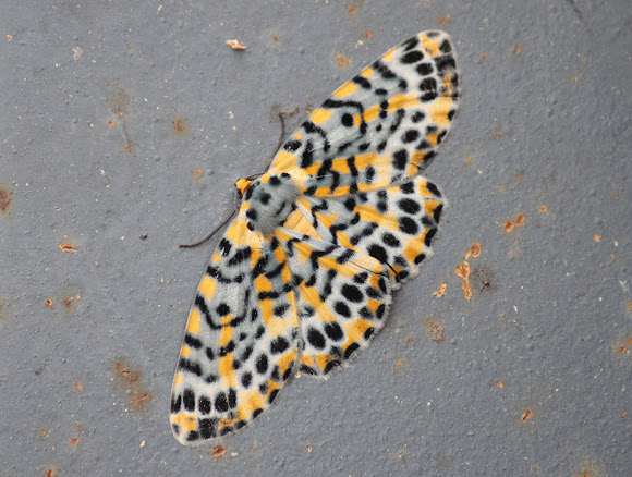 Geometrid Moth | Project Noah