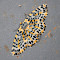 Geometrid Moth | Project Noah