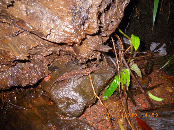 Ground Anole | Project Noah