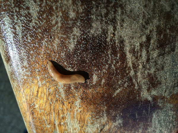 Worm Slug | Project Noah