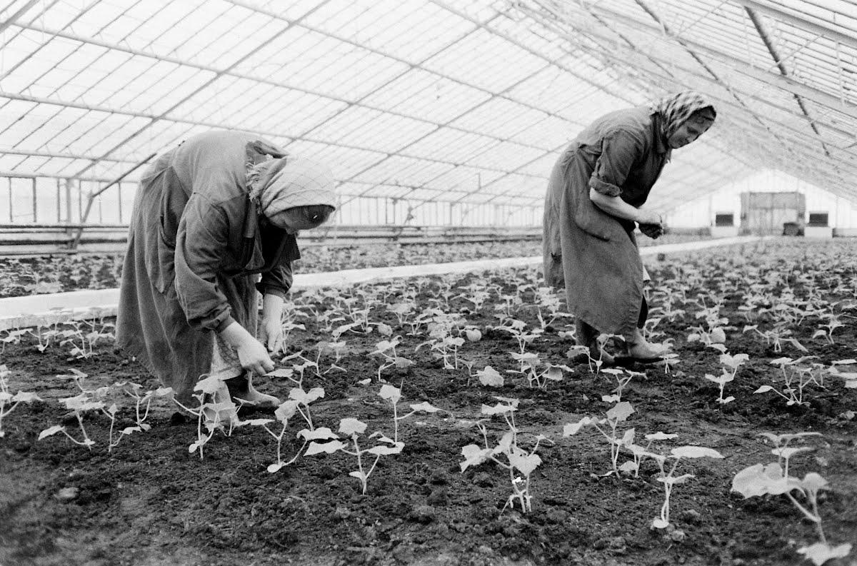 Soviet Farming - Carl Mydans — Google Arts & Culture