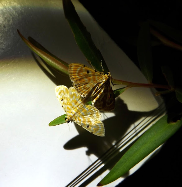 Paddy's Lucerne Moth | Project Noah