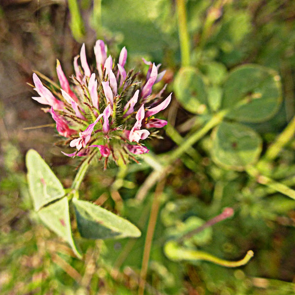 Clover | Project Noah