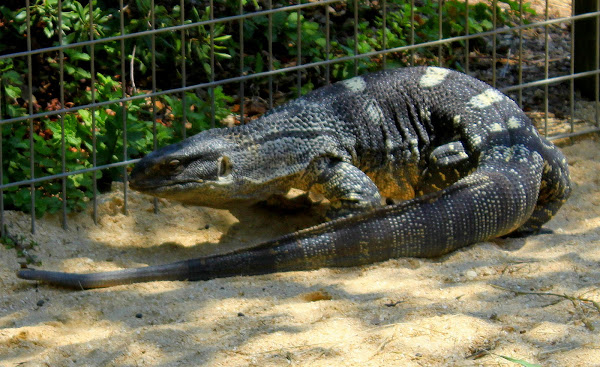 Black-throated Monitor Lizard | Project Noah