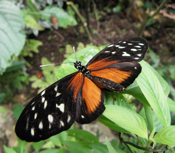 Hecale longwing | Project Noah