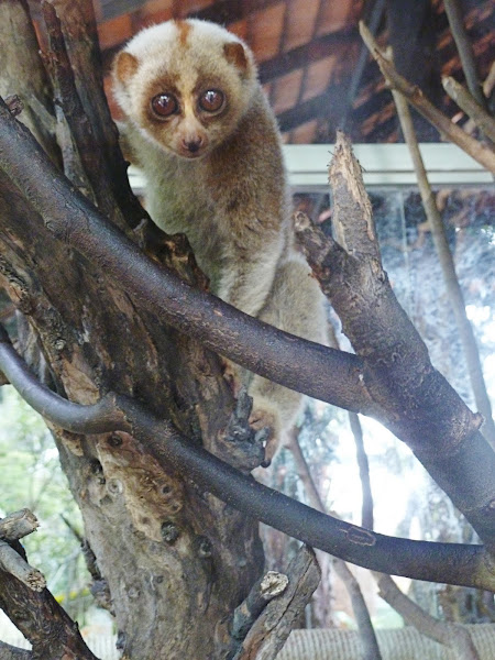 Bengal Slow Loris | Project Noah
