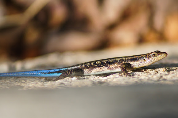 Rainbow Mabuya | Project Noah