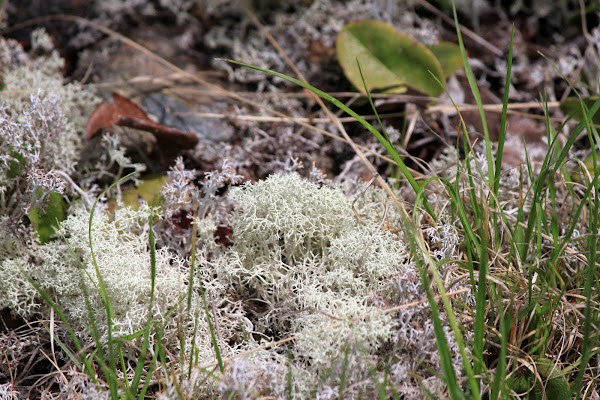 Caribou moss | Project Noah
