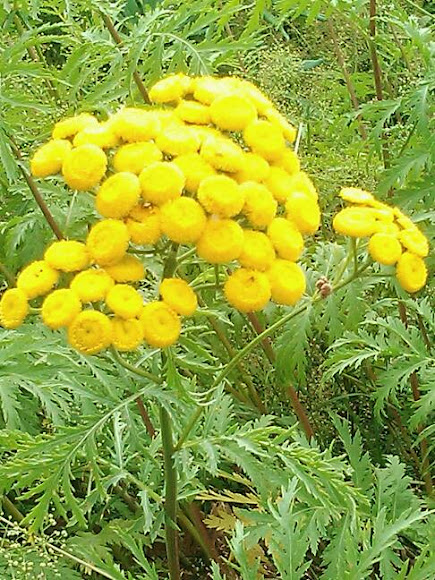 Tansy (pietaryrtti) | Project Noah