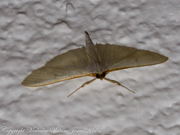 Olive Tree Pearl Moth | Project Noah