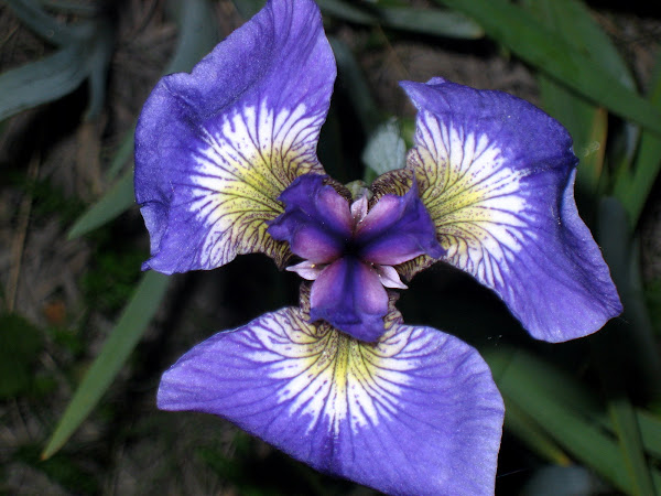 Alaska wild Iris | Project Noah