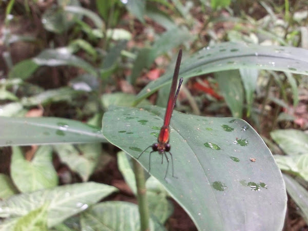 Dragonfly | Project Noah