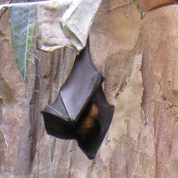 Rodrigues Fruit Bat | Project Noah