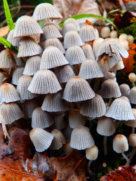 Fairies bonnets | Project Noah