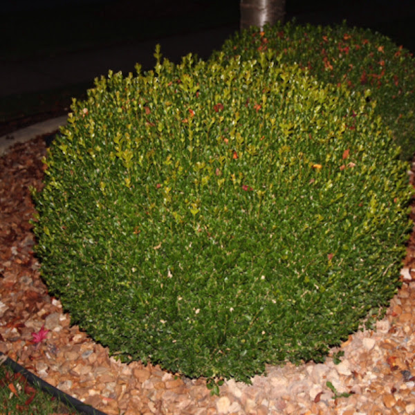 Dwarf English Boxwood | Project Noah