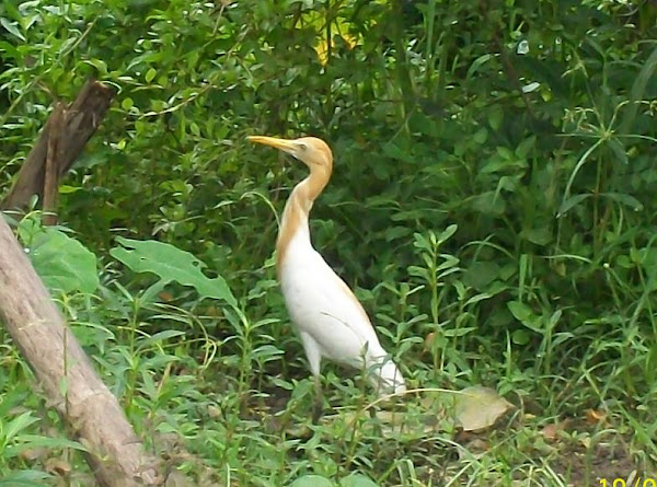 Bogoli | Project Noah