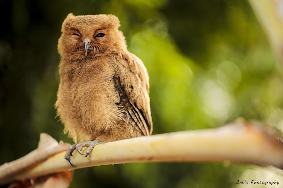Philippine Scops Owl | Project Noah