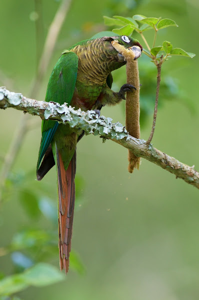Maroon-bellied parakeet | Project Noah
