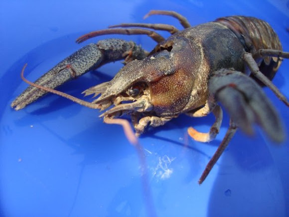 European Crayfish / Riječni rak | Project Noah