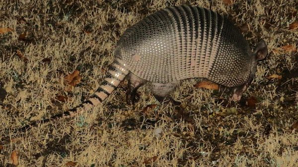 Nine-banded Armadillo | Project Noah