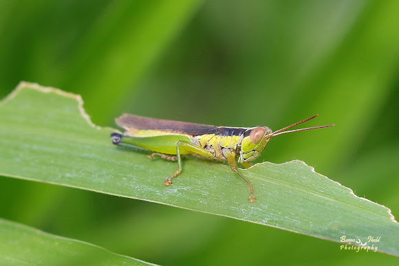Rice Grasshopper | Project Noah