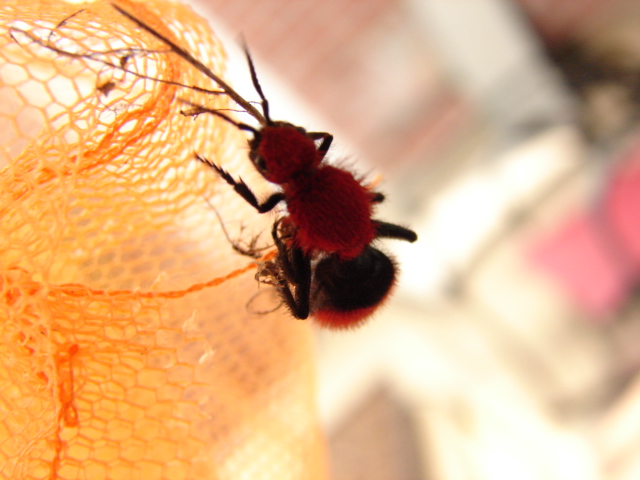 Red Velvet Ant AKA Cow Killer Wasp | Project Noah