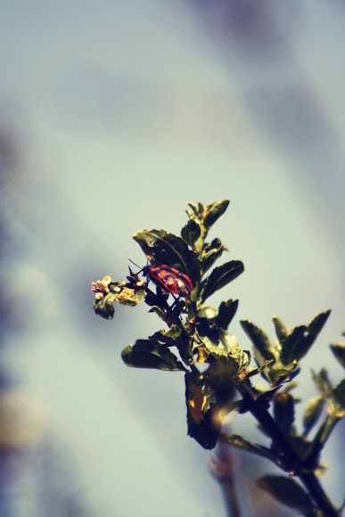 Pololo común | Project Noah