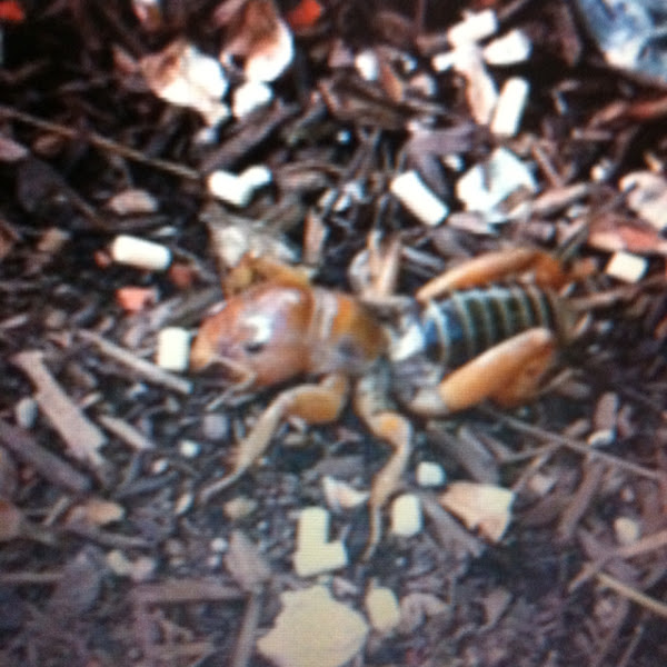 Unnamed spotting | Project Noah