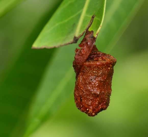 Leaf-twisting Weevil | Project Noah
