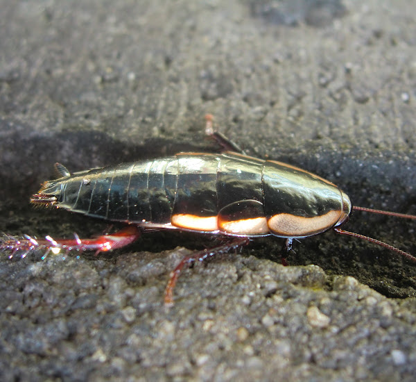 Shining cockroach | Project Noah