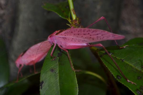 Oblong-Winged PINK Katydid | Project Noah