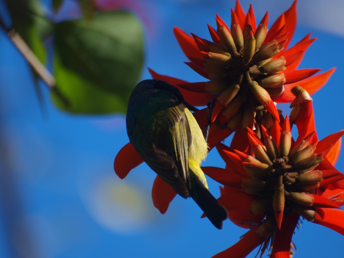 Collared sunbird | Project Noah