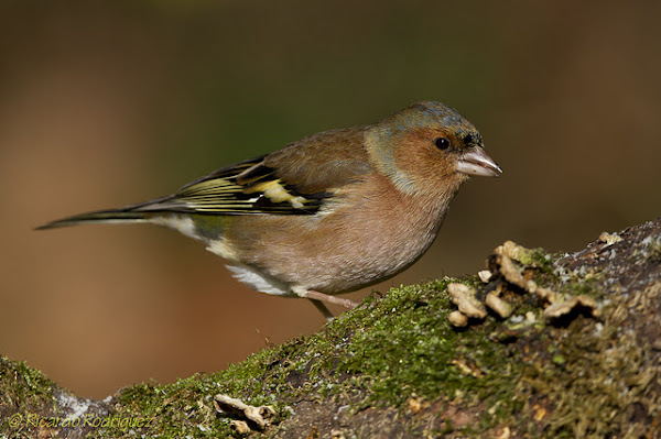 Pinzón vulgar / Txonta arrunta | Project Noah