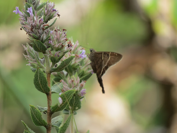 Longtail Skipper | Project Noah