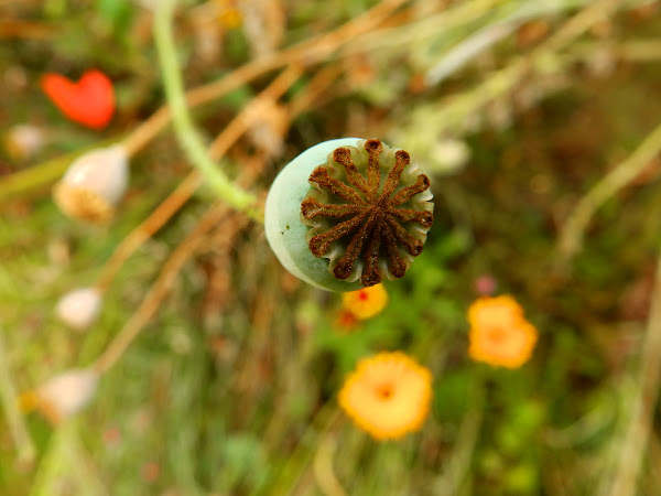 Poppy (Capsule stage) | Project Noah