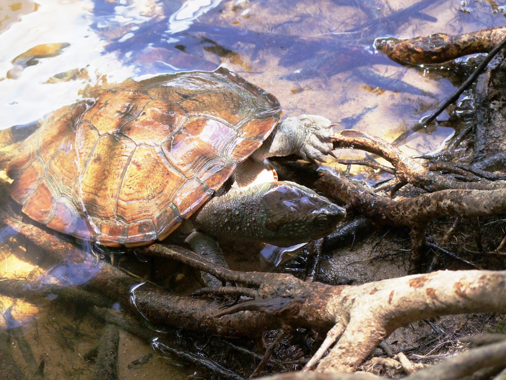 Saw-shelled Turtle | Project Noah