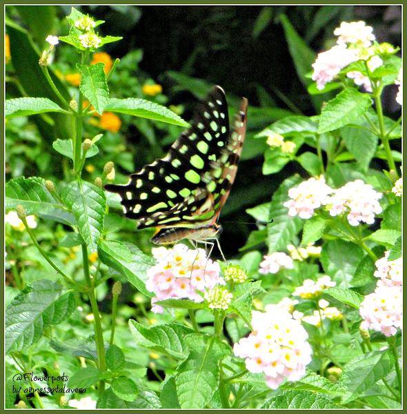 Tailed Green Jay Butterfly | Project Noah