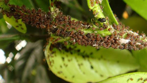 Áfidos | Project Noah