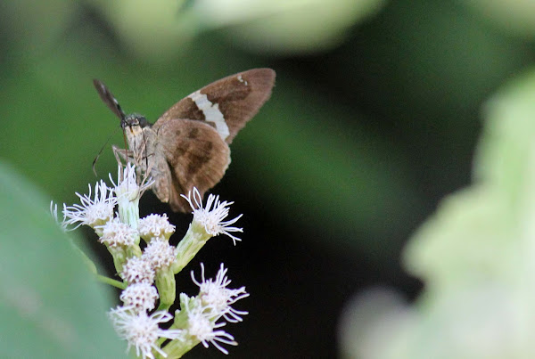 Broad Banded-Skipper | Project Noah