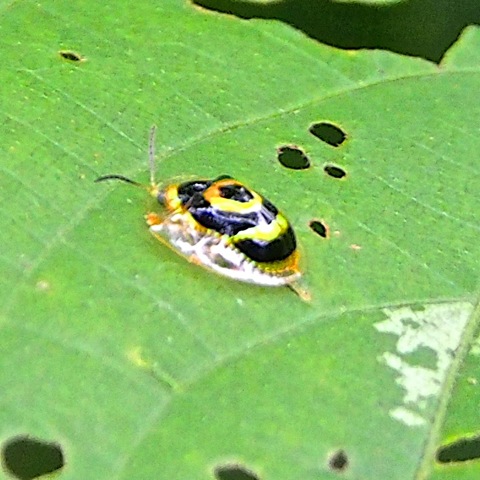 Ringed Tortoise Beetle / Golden Target Beetle | Project Noah