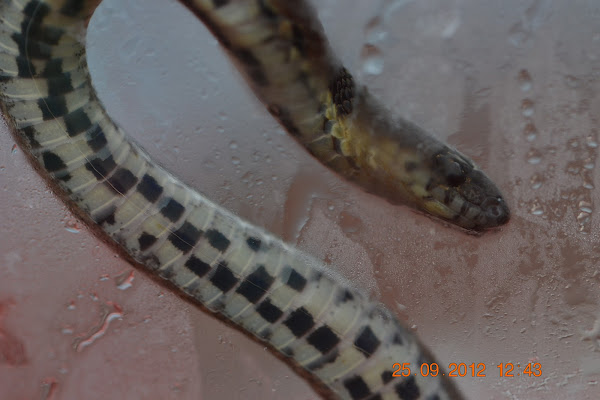 Banded Coffee Snake | Project Noah