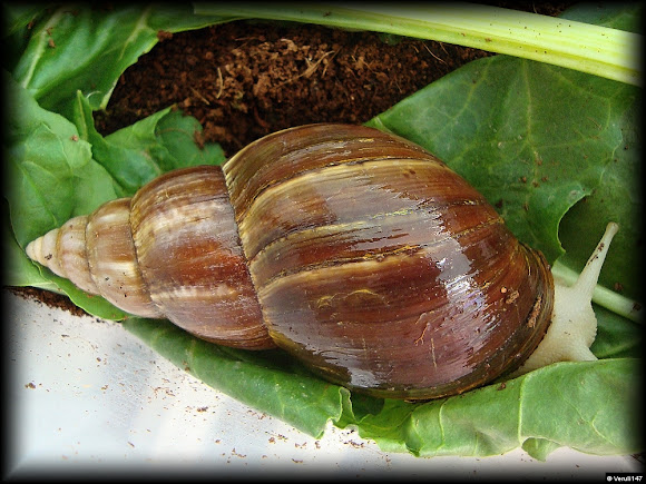 African snail | Project Noah