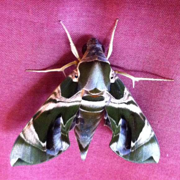 Oleander Hawk Moth | Project Noah