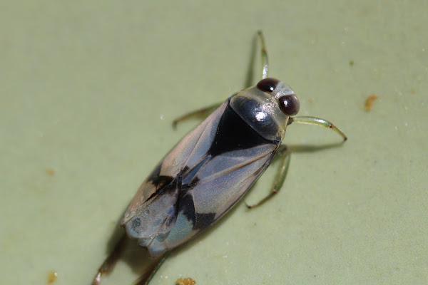 Common Backswimmer | Project Noah