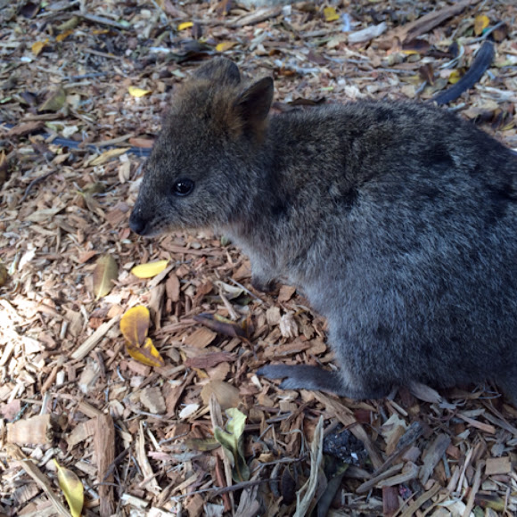 Quokka | Project Noah